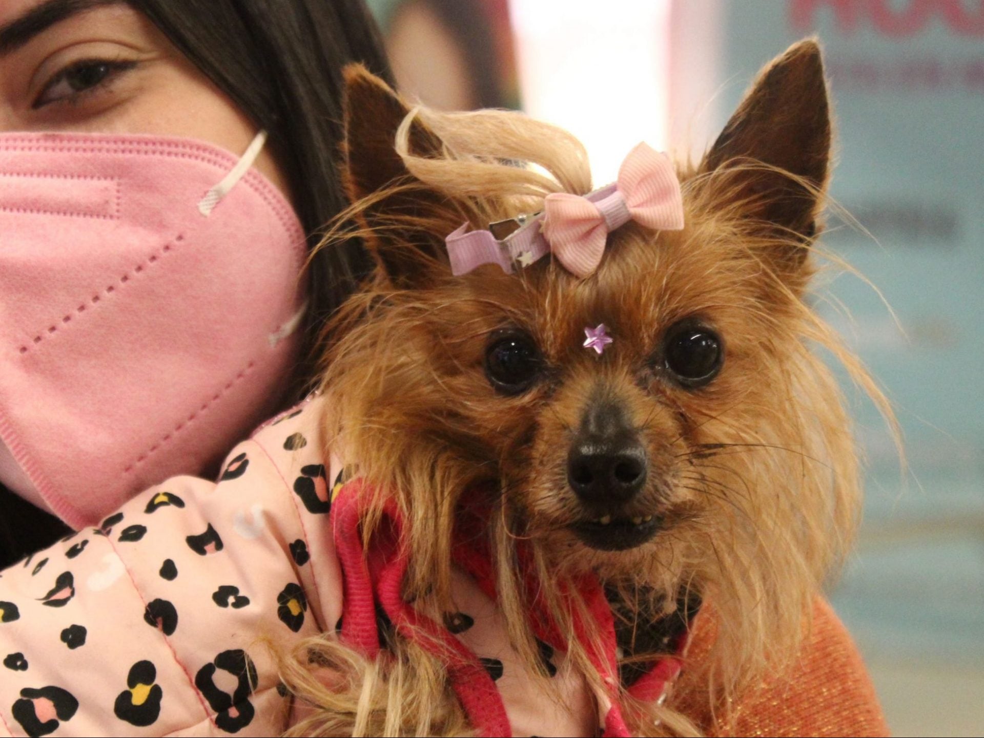 Vestir a los perros a la moda, una tendencia que crece en Colombia ...