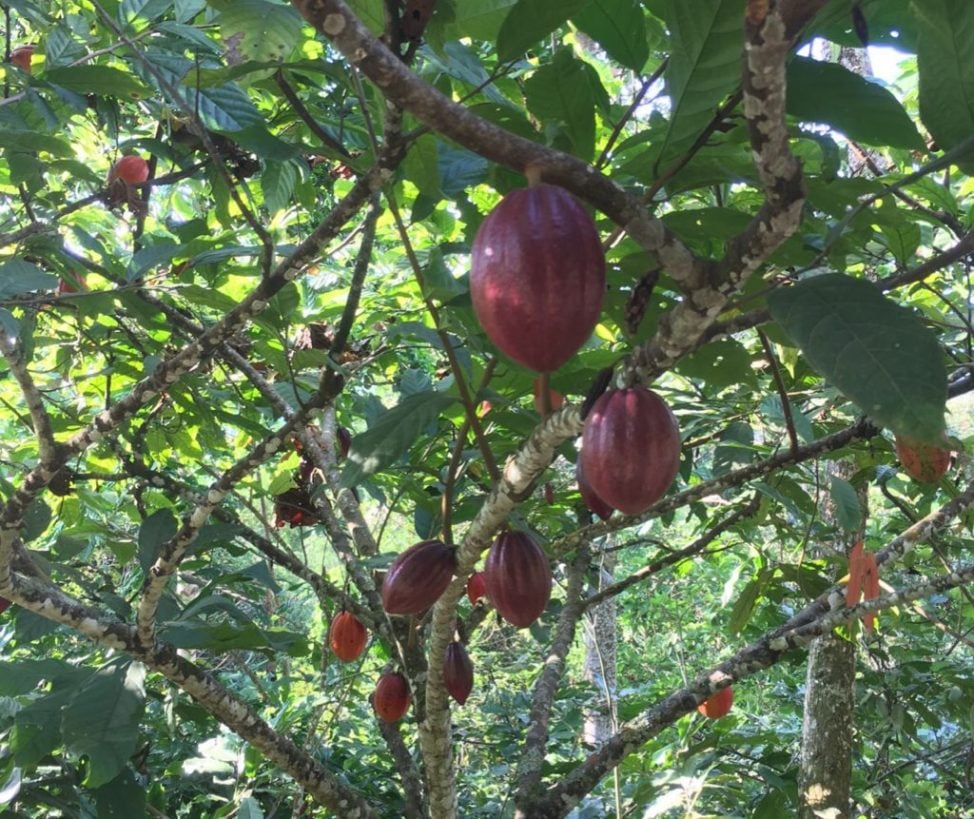 Colombia integrará la Organización Internacional del Cacao | Más Colombia