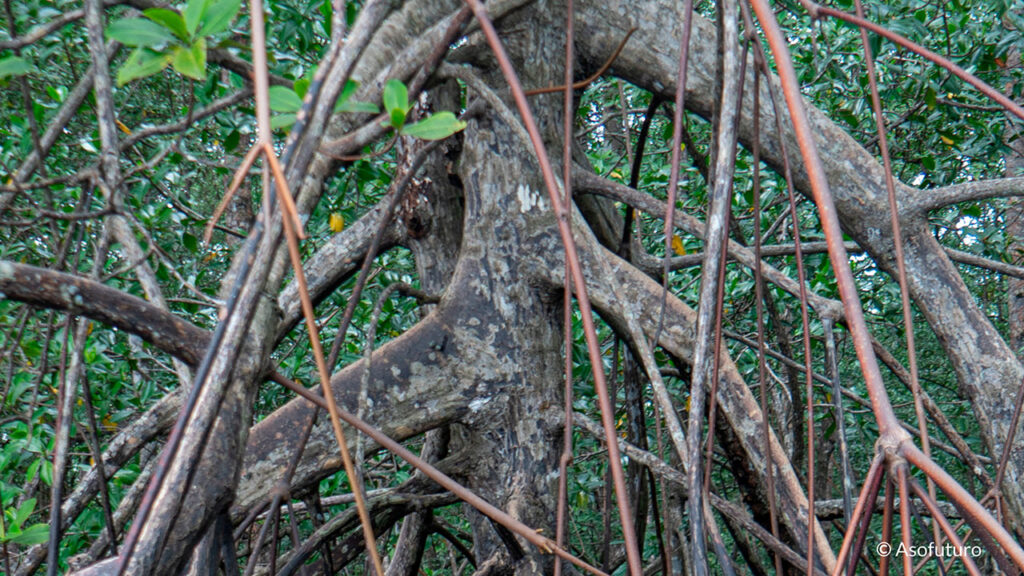 Así se recupera el bosque de manglar en Tumaco | Más Colombia