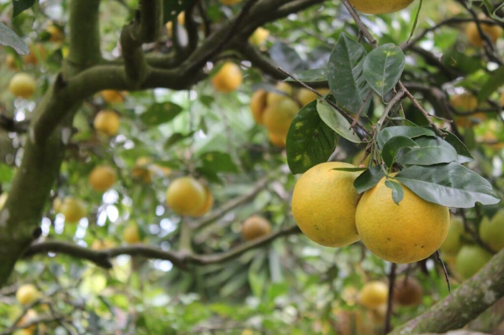 Naranjas colombianas irán por primera vez a República Dominicana | Más ...