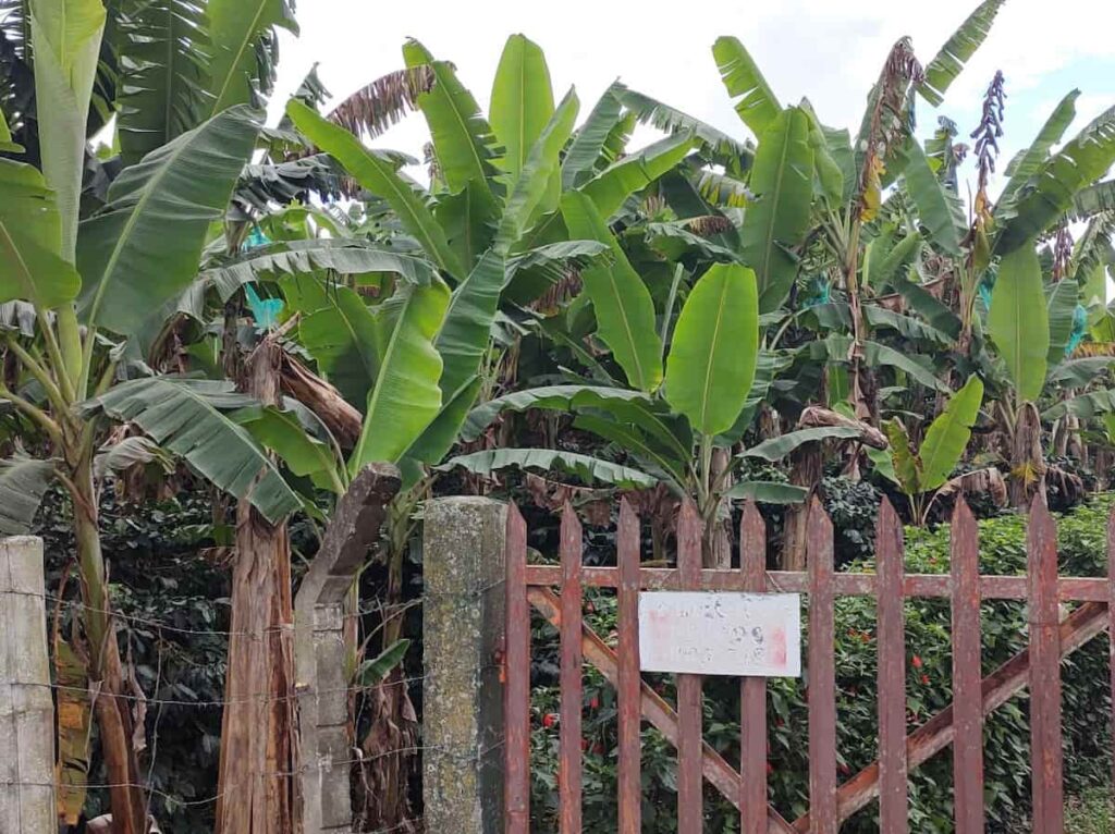 Las deudas pendientes de las bananeras en Latinoamérica | Más Colombia