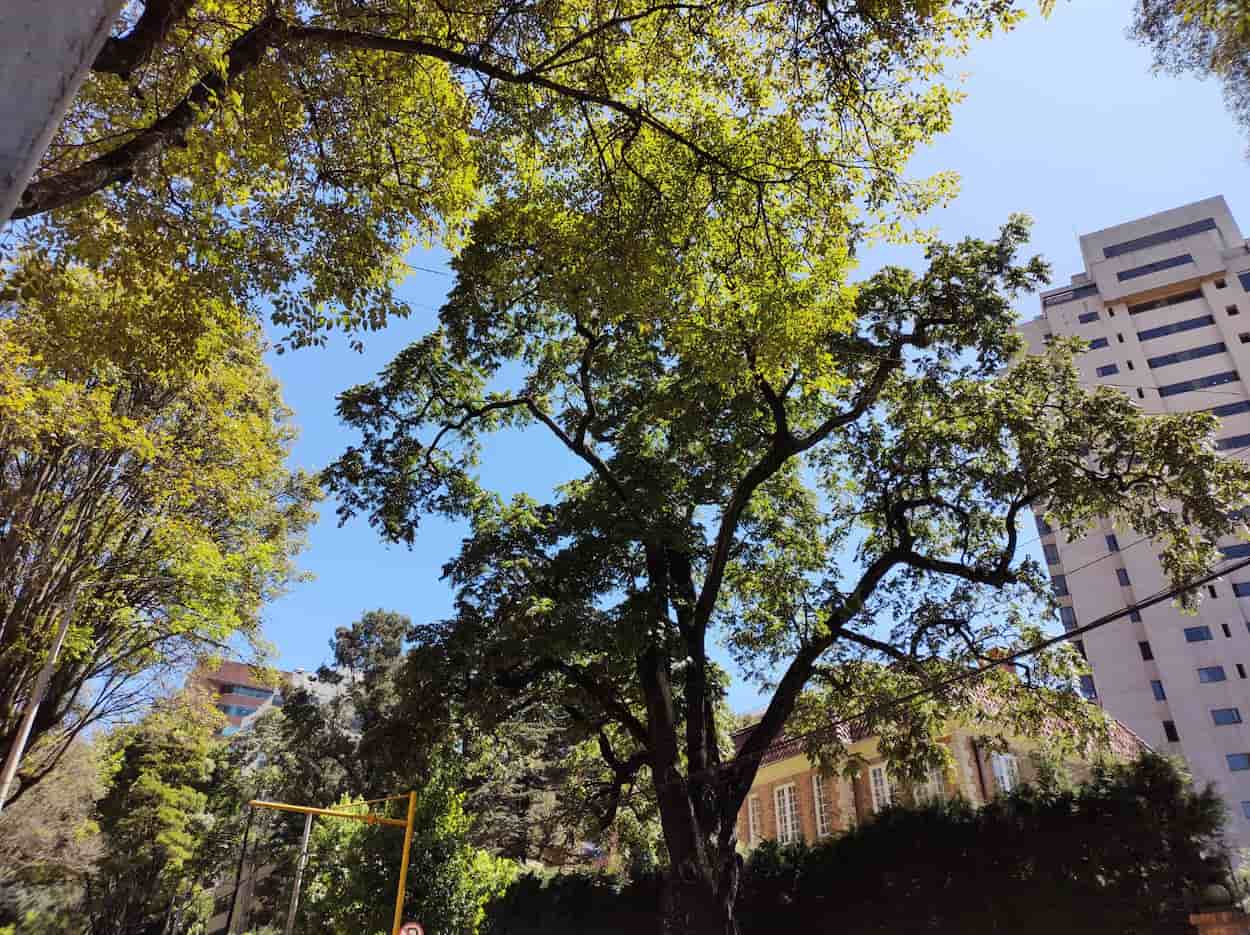 Esta es la historia del árbol de nogal más viejo de Bogotá y su ubicación | Más Colombia