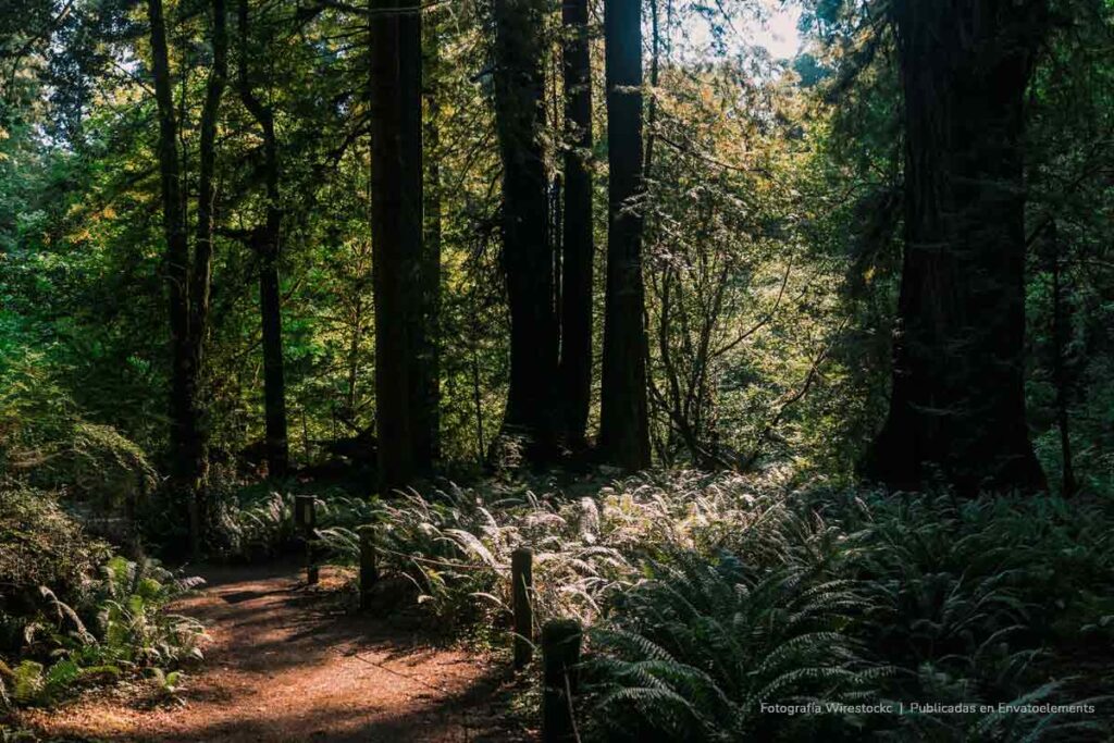 Plantaciones forestales: el potencial del país en bioeconomía que debe ...
