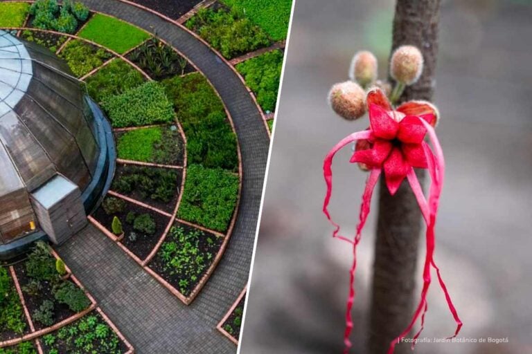 ¡Atención! Llamativa planta amazónica floreció en el Jardín Botánico de ...