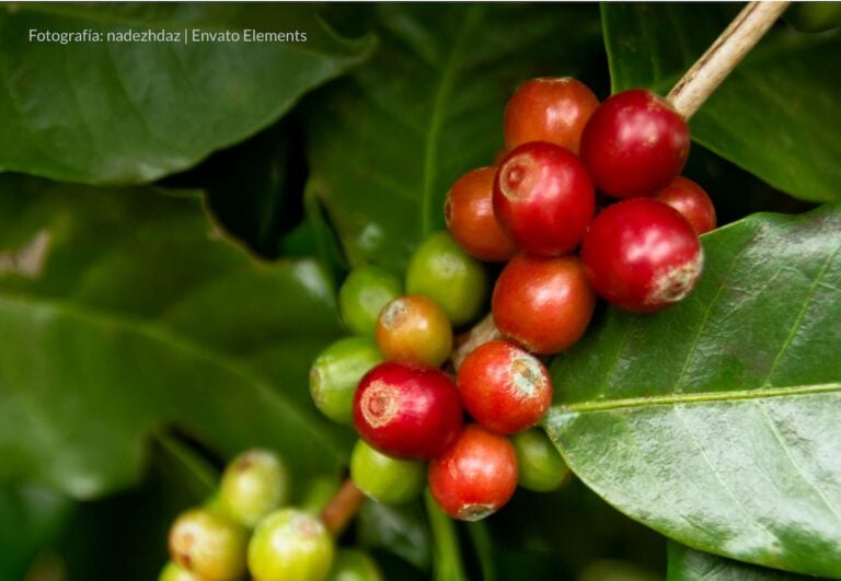 Exportaciones de café colombiano: actualmente ni las variedades ...