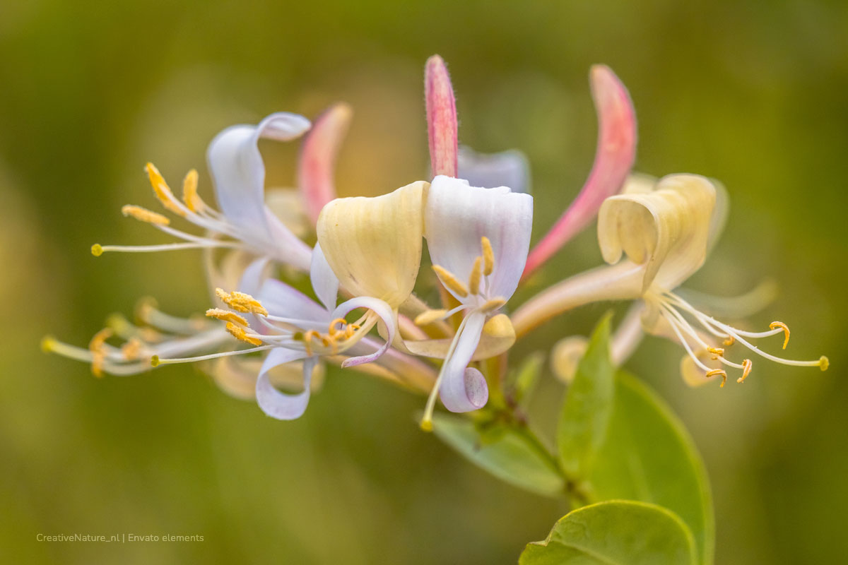 Birth Month Flowers | Más Colombia