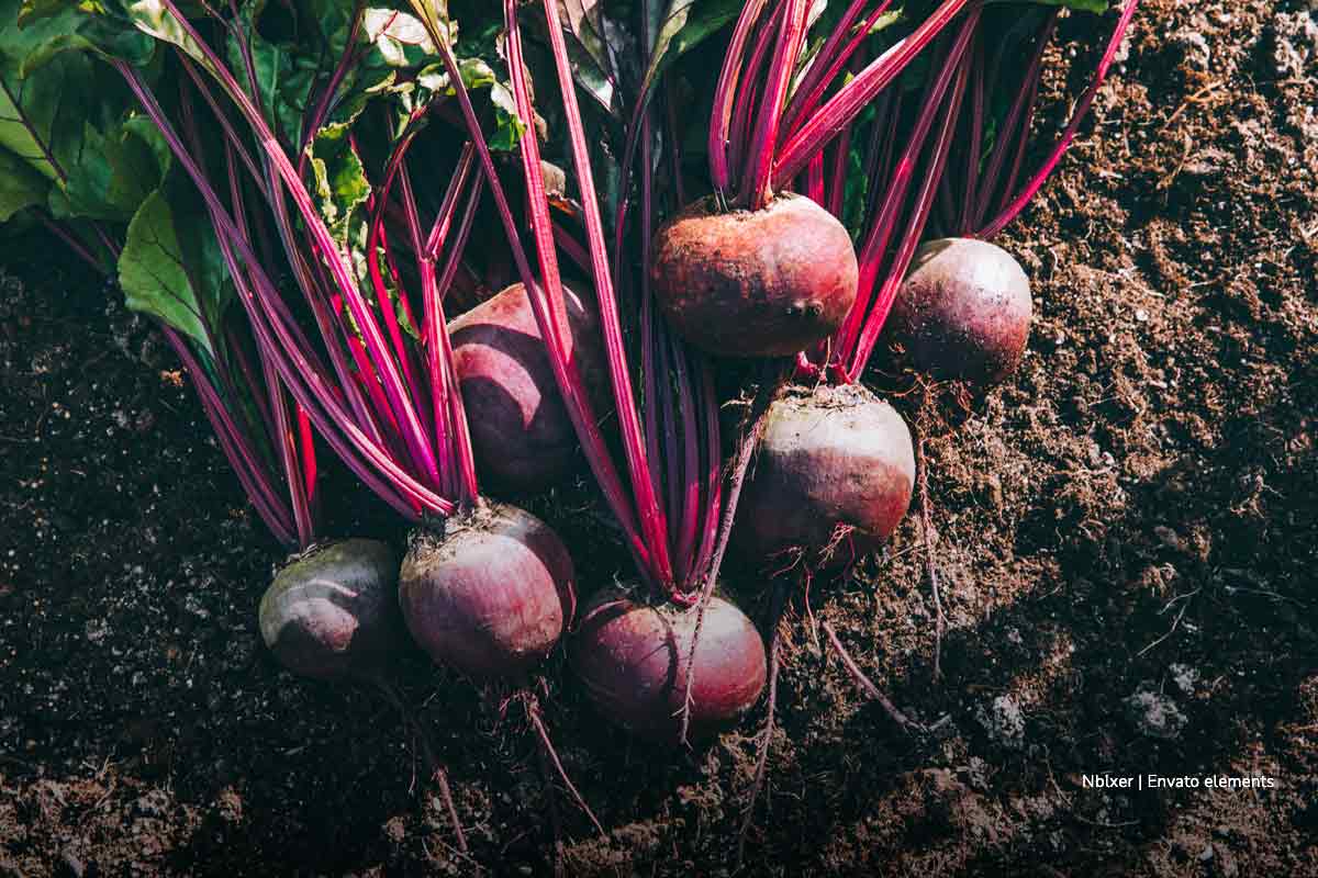Aguacate Hass y remolacha son fuente de plástico natural: esto ...