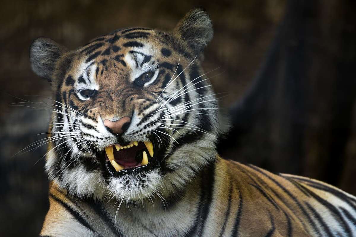 The threat of disappearing: top 10 endangered animals in the world ...