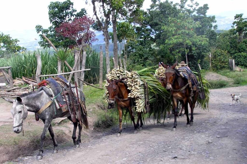 La Caña Gorobeta, el origen del Aguardiente Amarillo y el Viche | Más ...