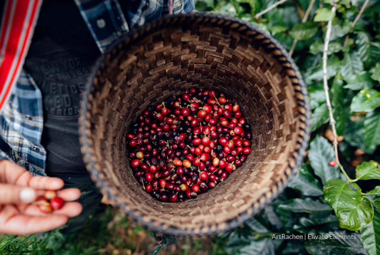 Cultivo de café en Colombia comenzó segunda cosecha del año | Más Colombia