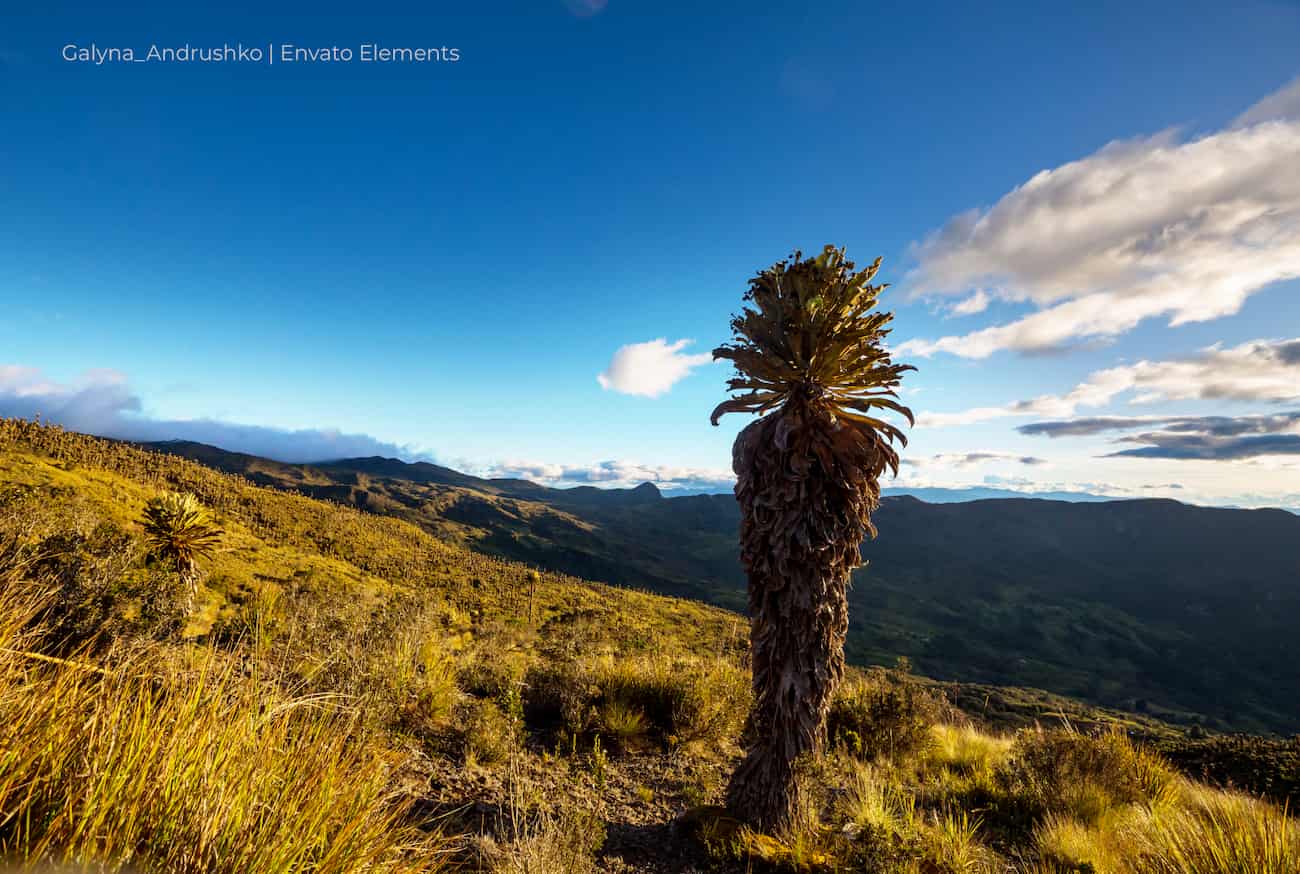 Punto para el páramo de Santurbán: perdió minera canadiense que demandó ...