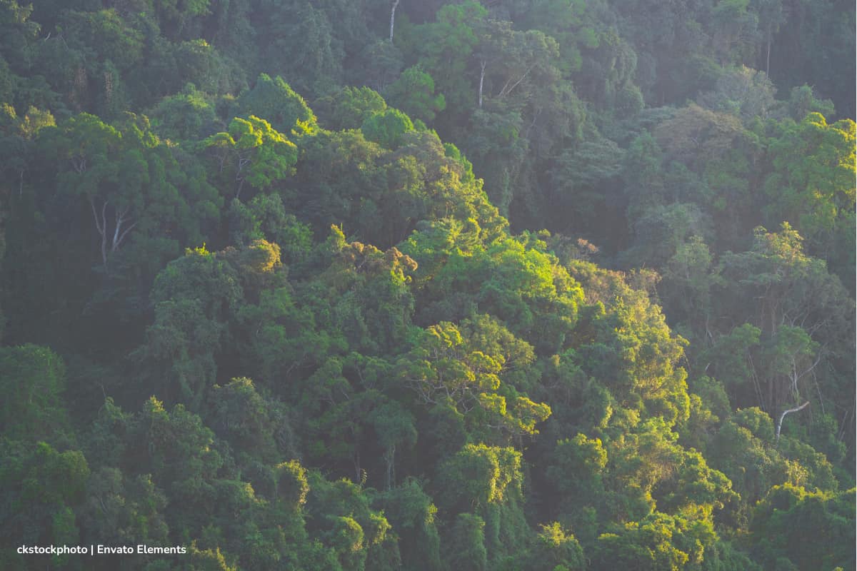 Bosques colombianos: Guardianes de la biodiversidad y la vida | Más ...