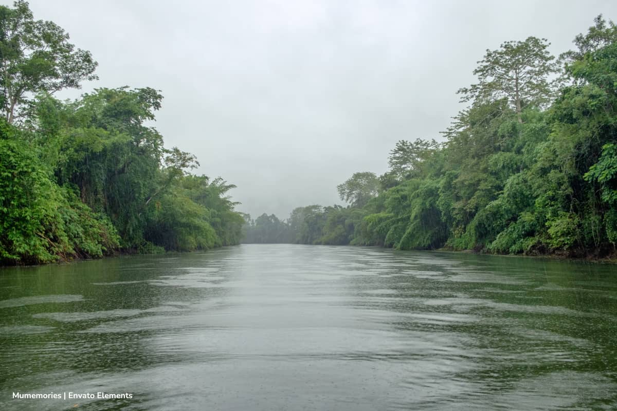 Bosques colombianos: Guardianes de la biodiversidad y la vida | Más ...