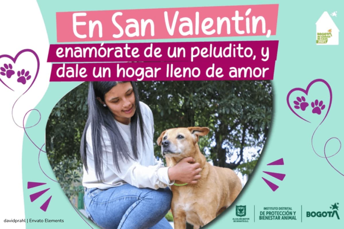 Enamórese en San Valentín y anímese a adoptar una mascota: jornada de ...