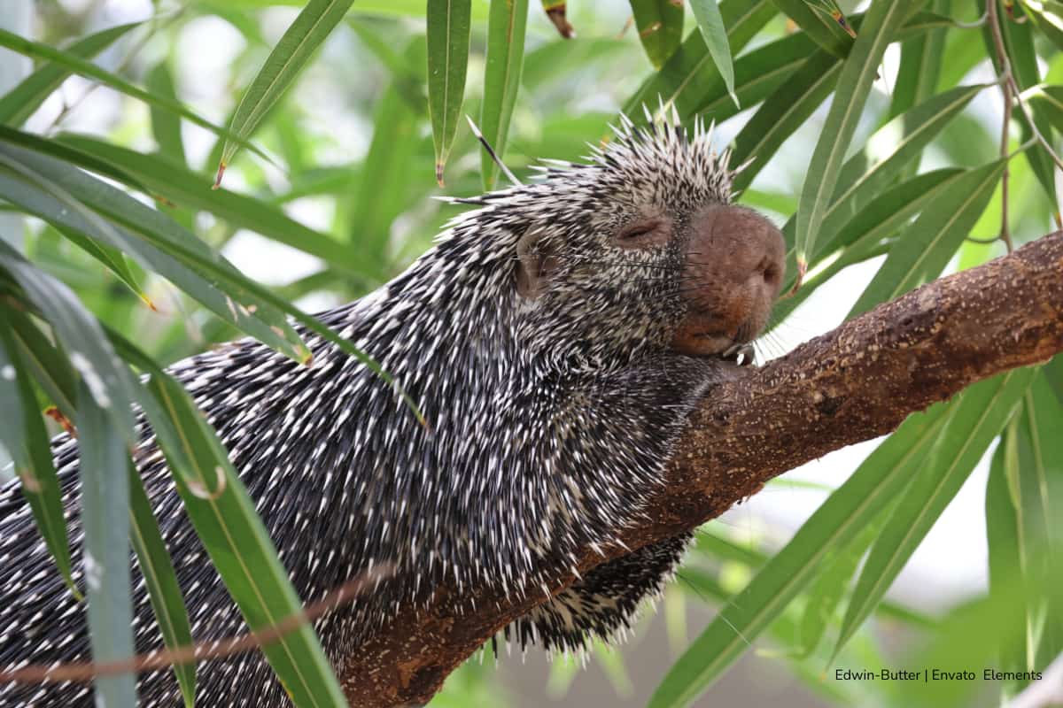 Descubren nueva especie endémica de puercoespín en Colombia: el Coendou ...
