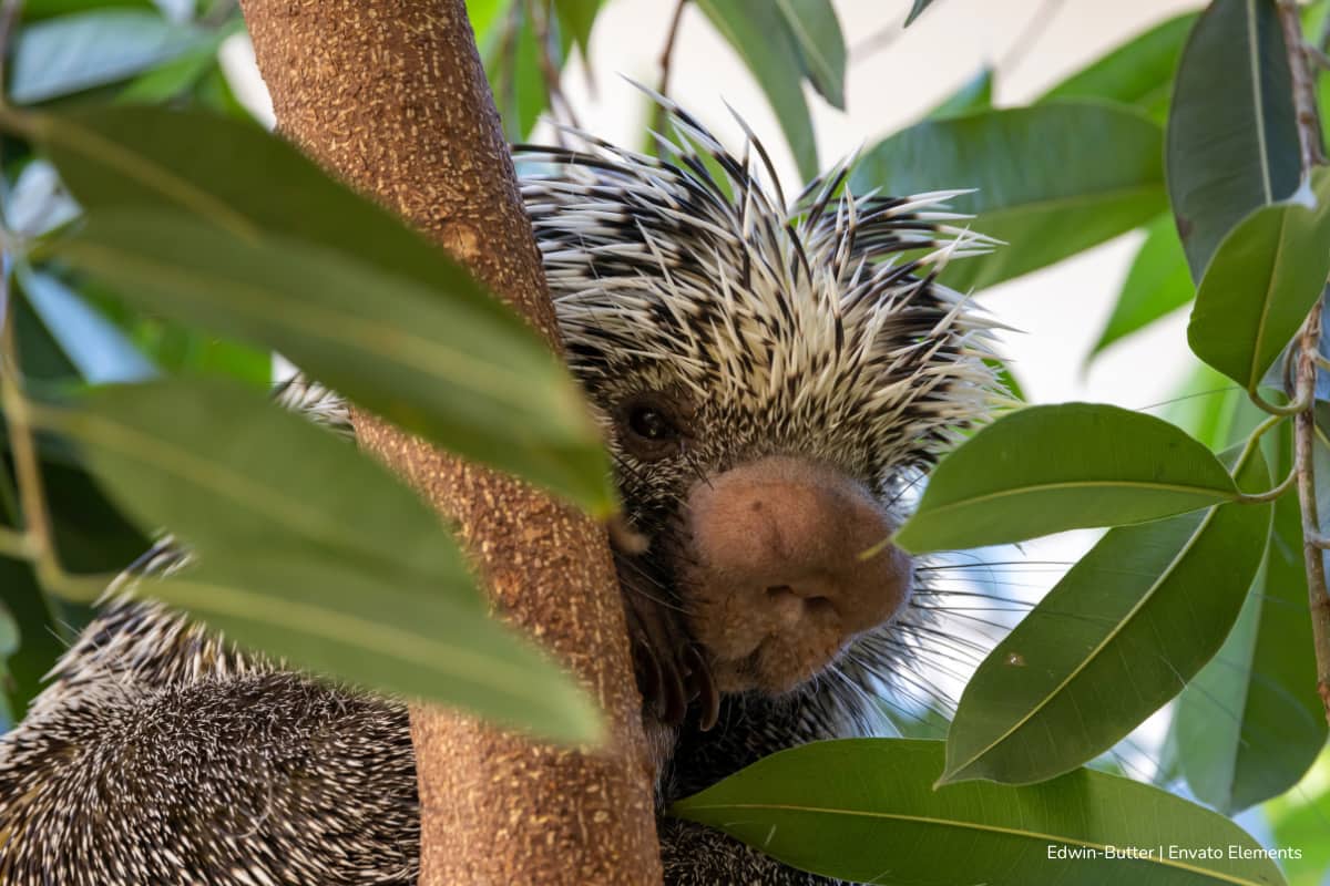 Descubren nueva especie endémica de puercoespín en Colombia: el Coendou ...