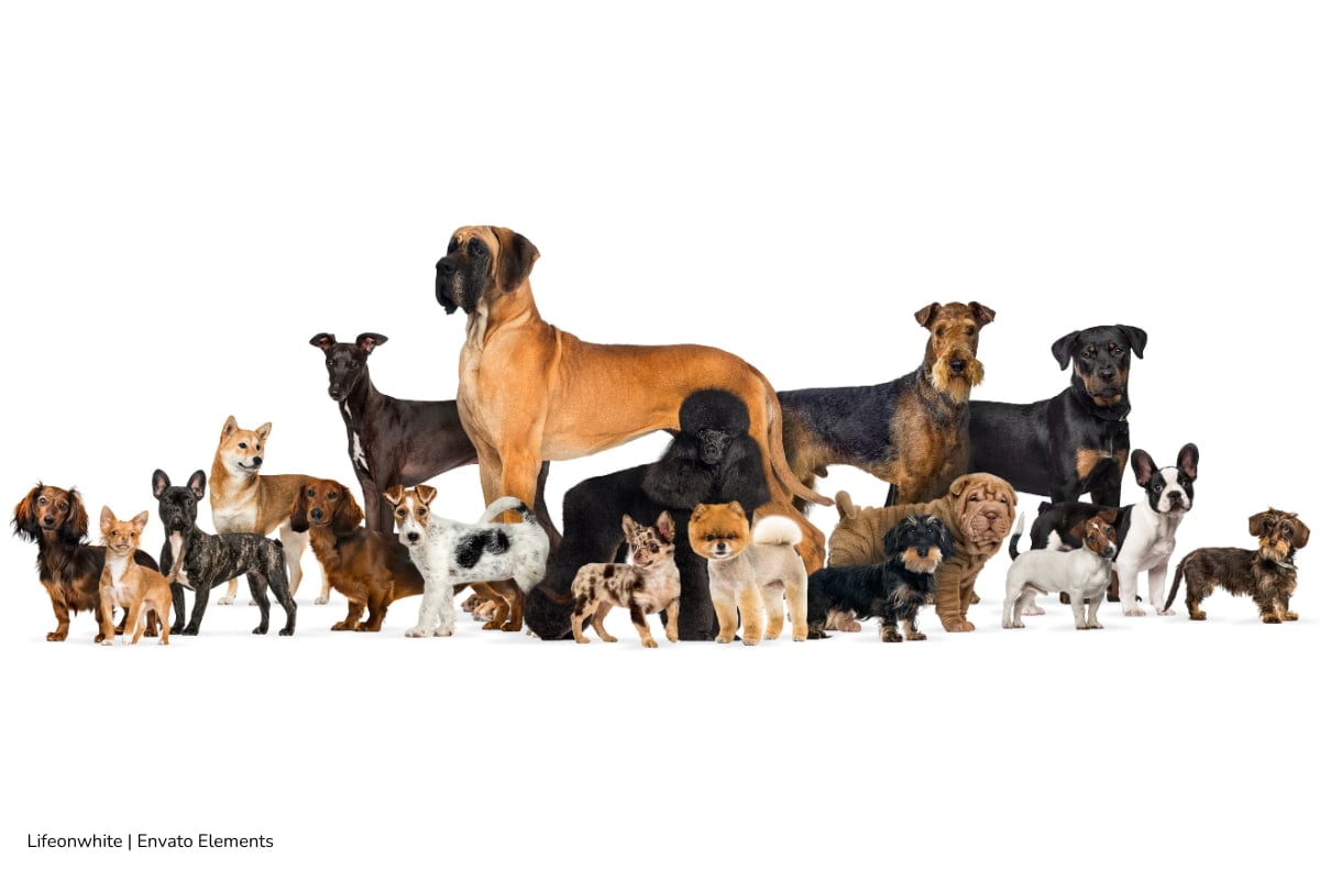 ¿Le gustan las mascotas? Mire las razas de perros más populares y los ...