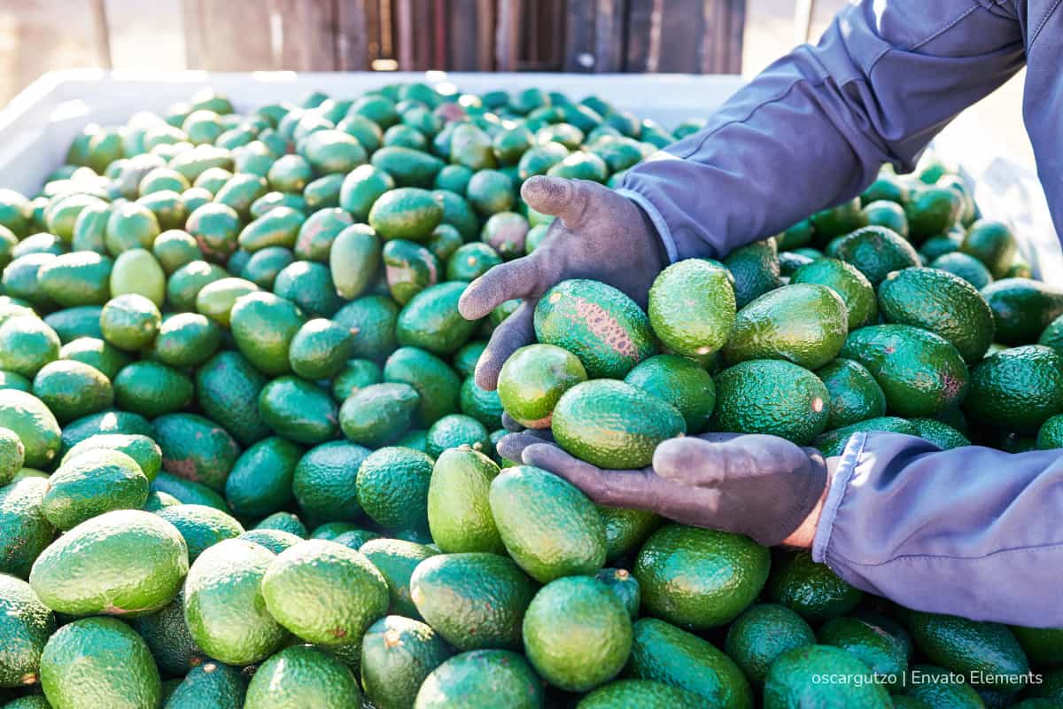 Se disparan las exportaciones de Aguacate Hass colombiano: US$300 ...