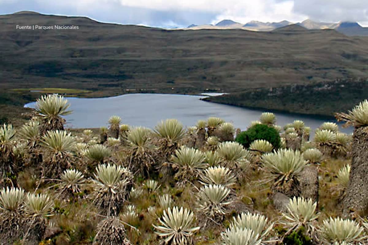 Páramo de Sumapaz: el ecosistema más extenso del mundo enfrenta un ...
