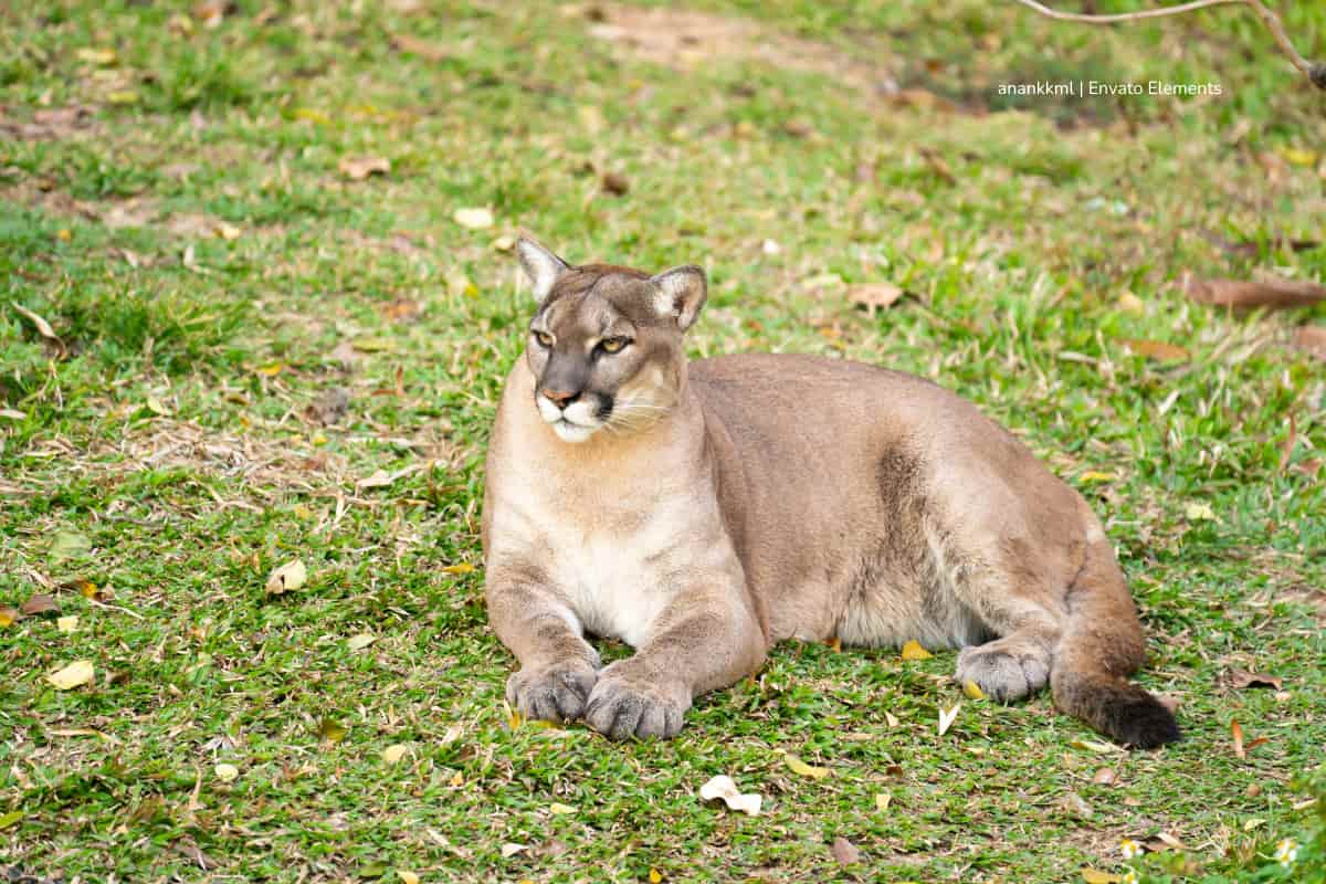 Puma visto en zona rural del Oriente antioqueño: autoridades emiten ...