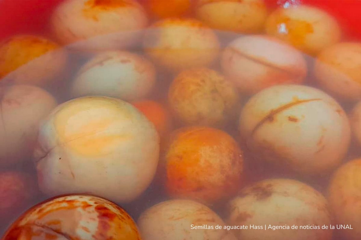 Científico de la UNAL descubre uno de los beneficios del aguacate Hass ...