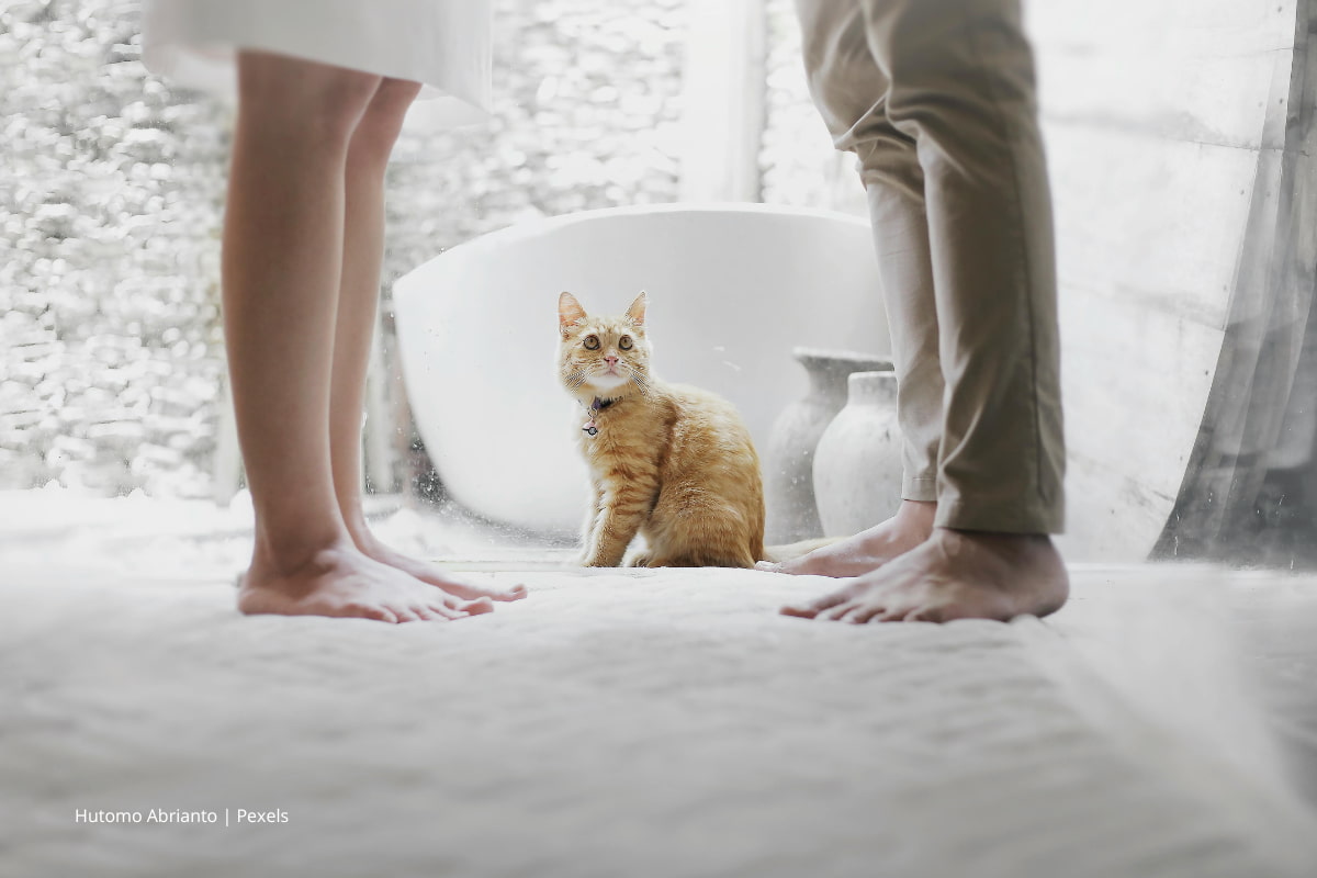 Bañar un gato en casa: guía completa y segura para un baño exitoso ...