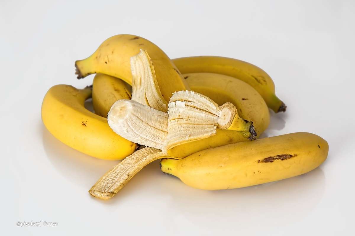 La historia del banano sin semillas: selección artificial a lo largo de ...