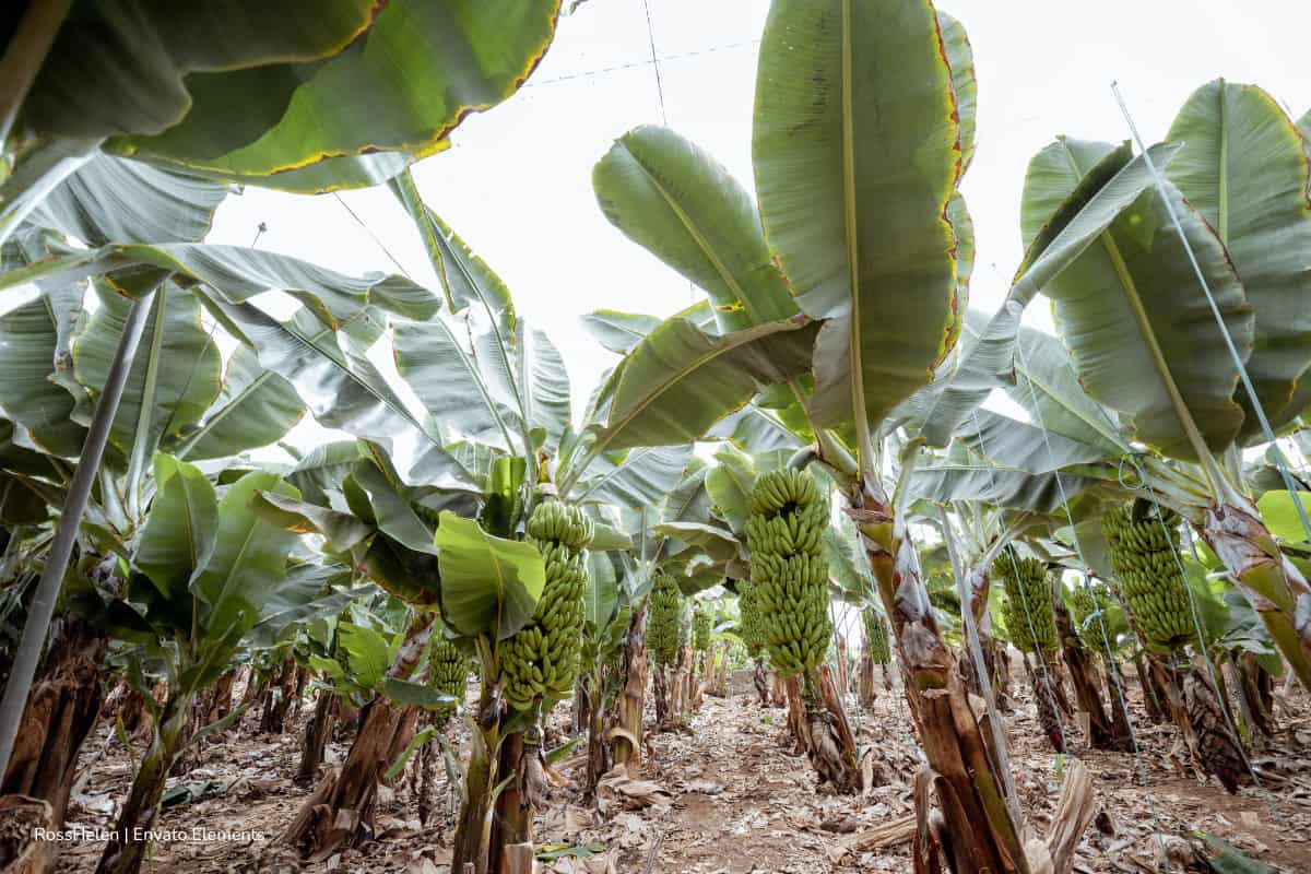Exportación de banano en Colombia alcanza récord en 2025, pero podría ...
